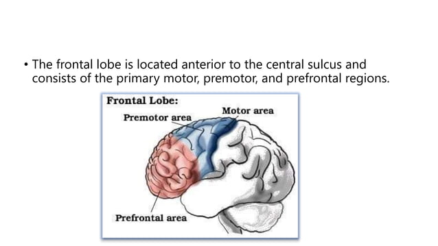 PREFRONTAL CORTEX.pptx | Brain and Nervous System Disorders | Diseases ...