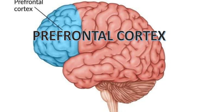 PREFRONTAL CORTEX.pptx | Brain and Nervous System Disorders | Diseases ...