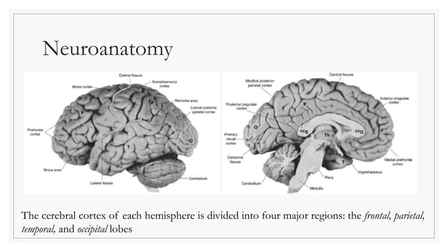 Prefrontal Cortex (2).pptx