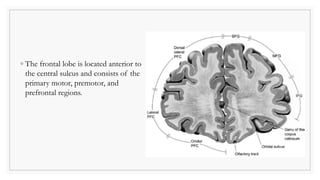 Prefrontal Cortex (2).pptx
