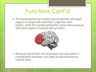 Prefrontalcortex aimel eva | PPT | Free Download