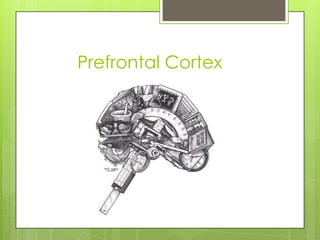 Prefrontalcortex aimel eva | PPTX