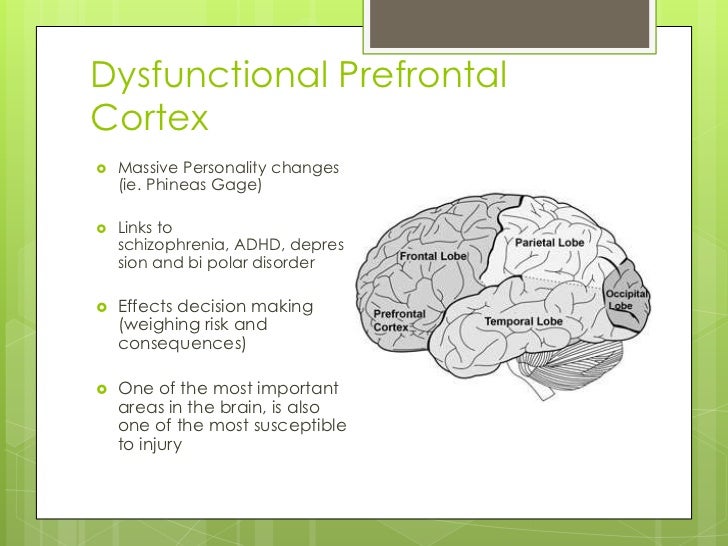 Prefrontalcortex aimel eva