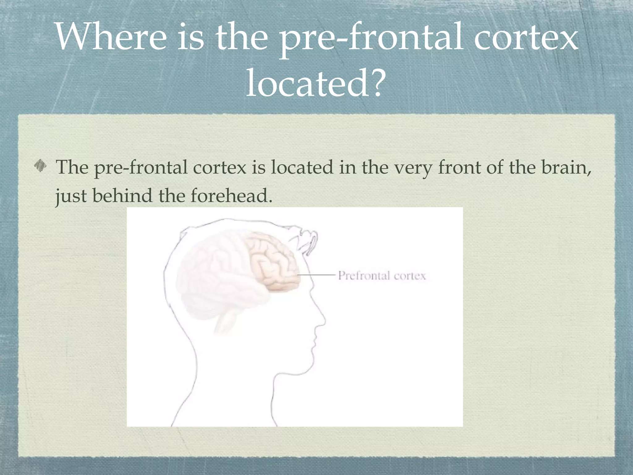 The Prefrontal Cortex | PPT