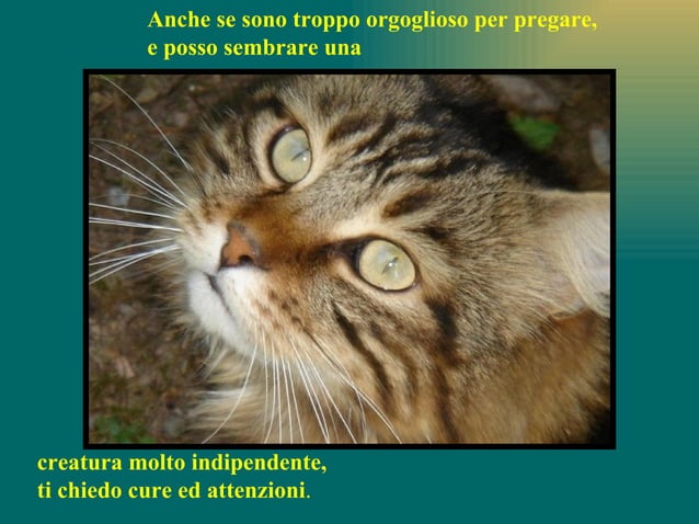 Preghiera Del Gatto | PPT