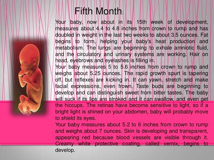 Fetus At 5 Months Pregnancy