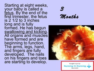 Pregnancy | PPT