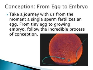 Pregnancy | PPTX | Pregnancy | Reproductive Health