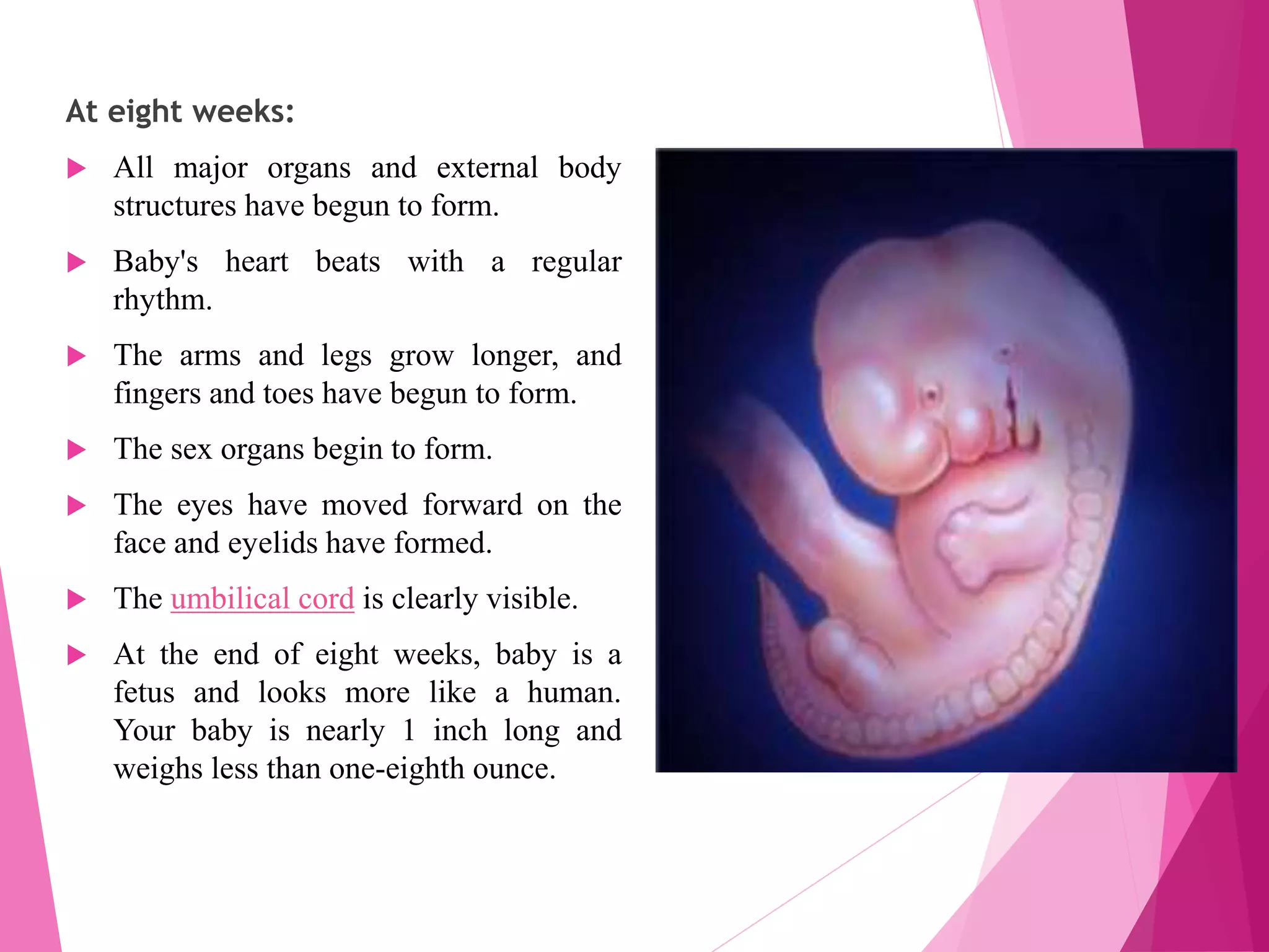 Pregnancy & Different Stages | PPTX