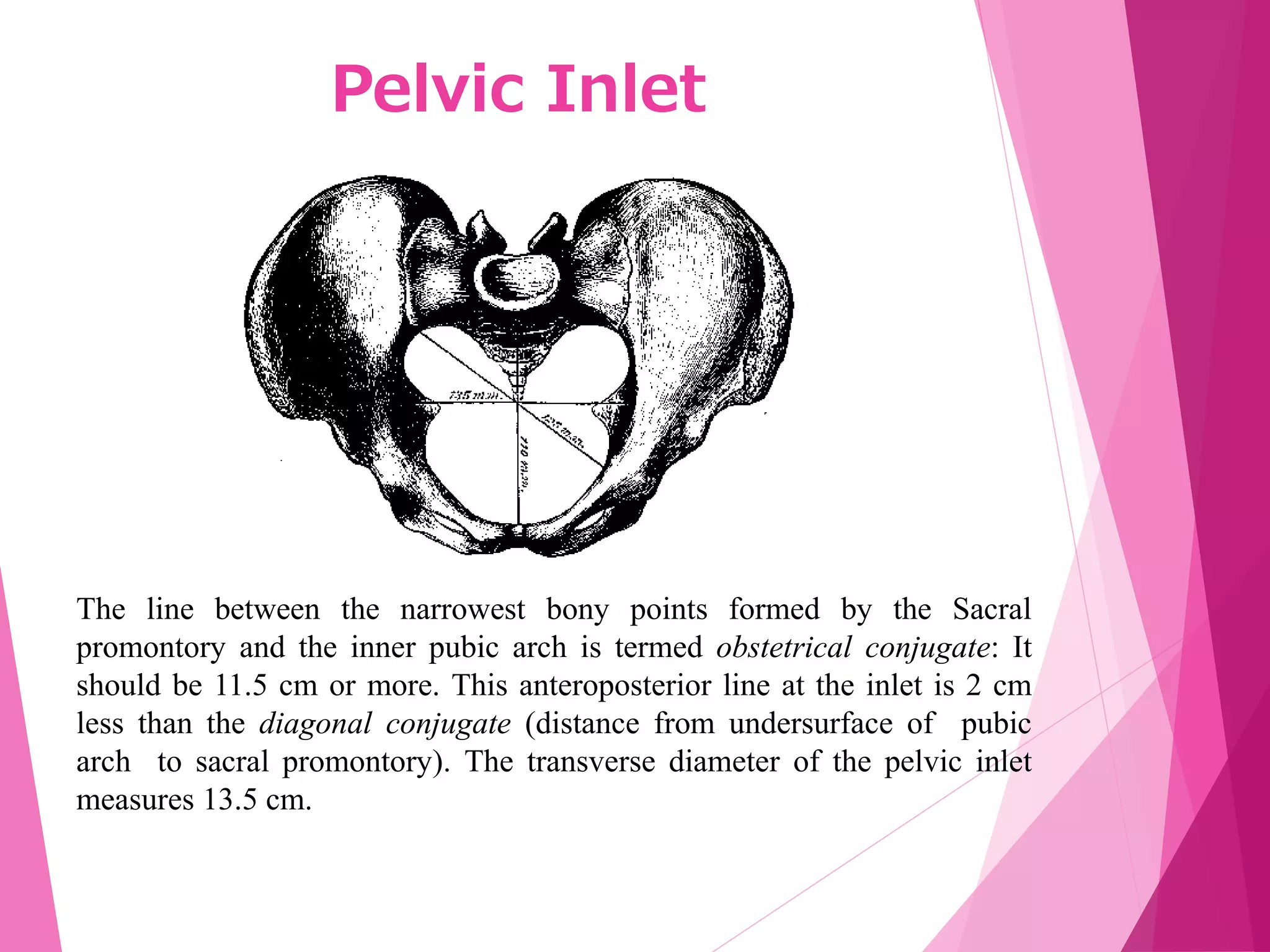 Pregnancy & Different Stages | PPTX
