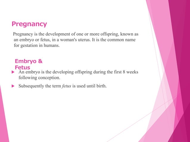 Pregnancy & Different Stages | PPTX | Pregnancy | Reproductive Health