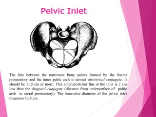 Pregnancy & Different Stages | PPTX