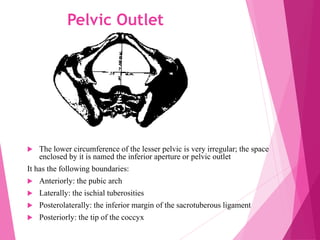 Pregnancy & Different Stages | PPTX