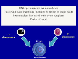 Pregnancy.pdf | Free Download