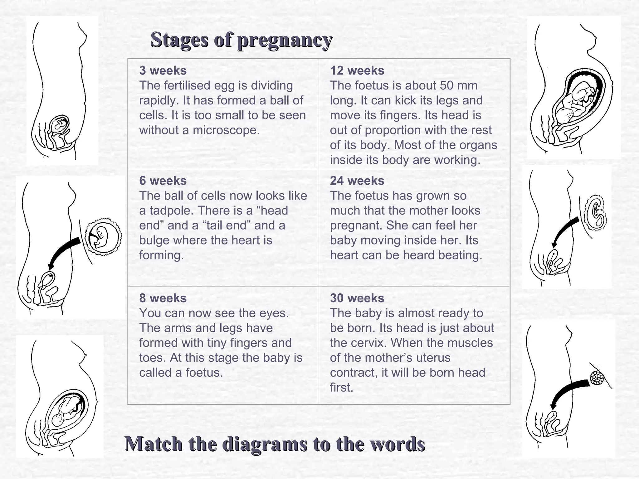 Pregnancy | PPT