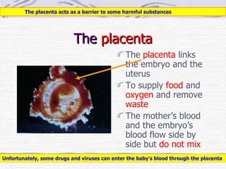 Pregnancy | PPT