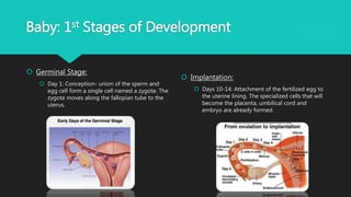 Pregnancy- Human Development | PPTX