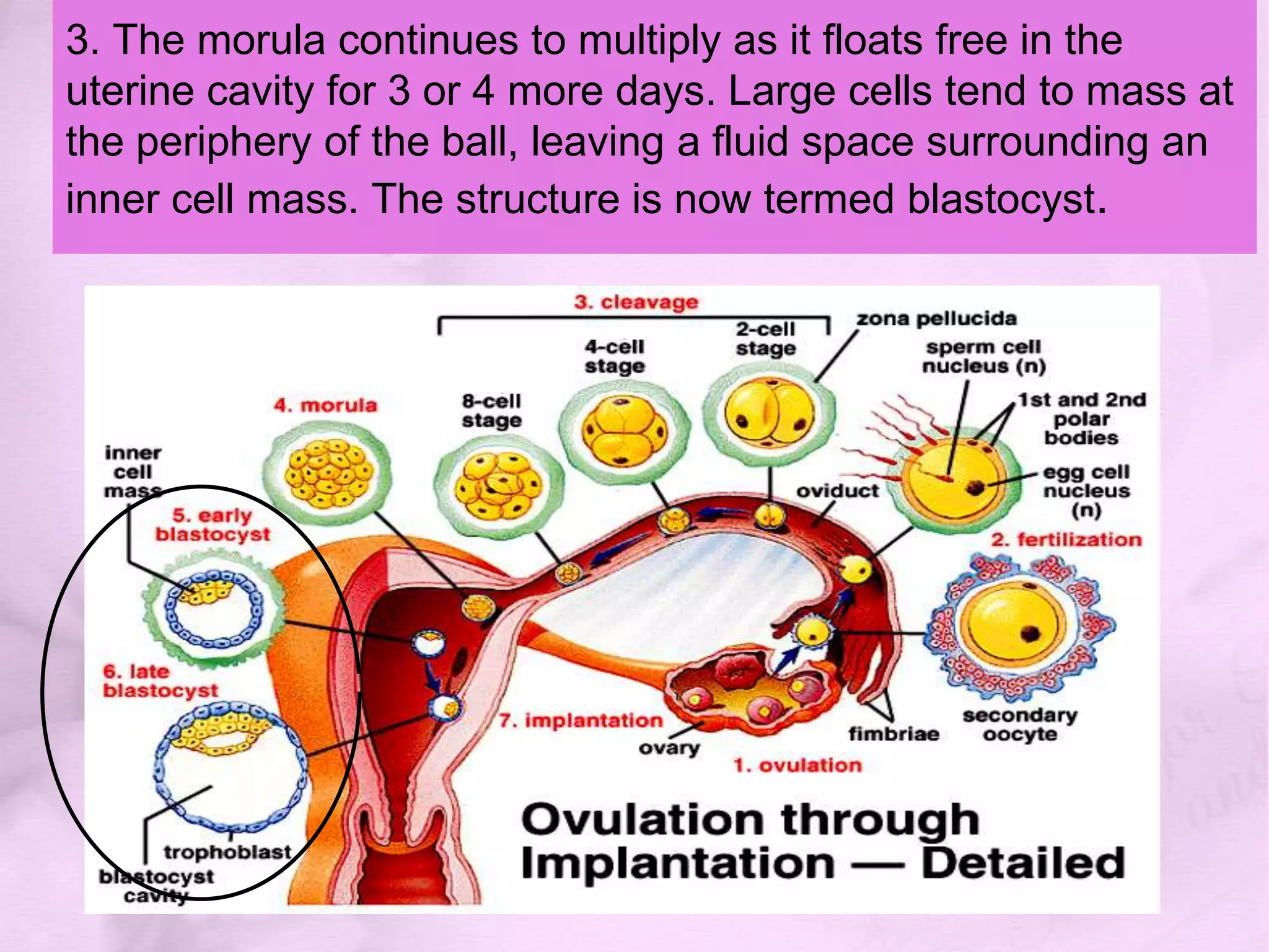 fertilization and pregnancy 1 | PPSX