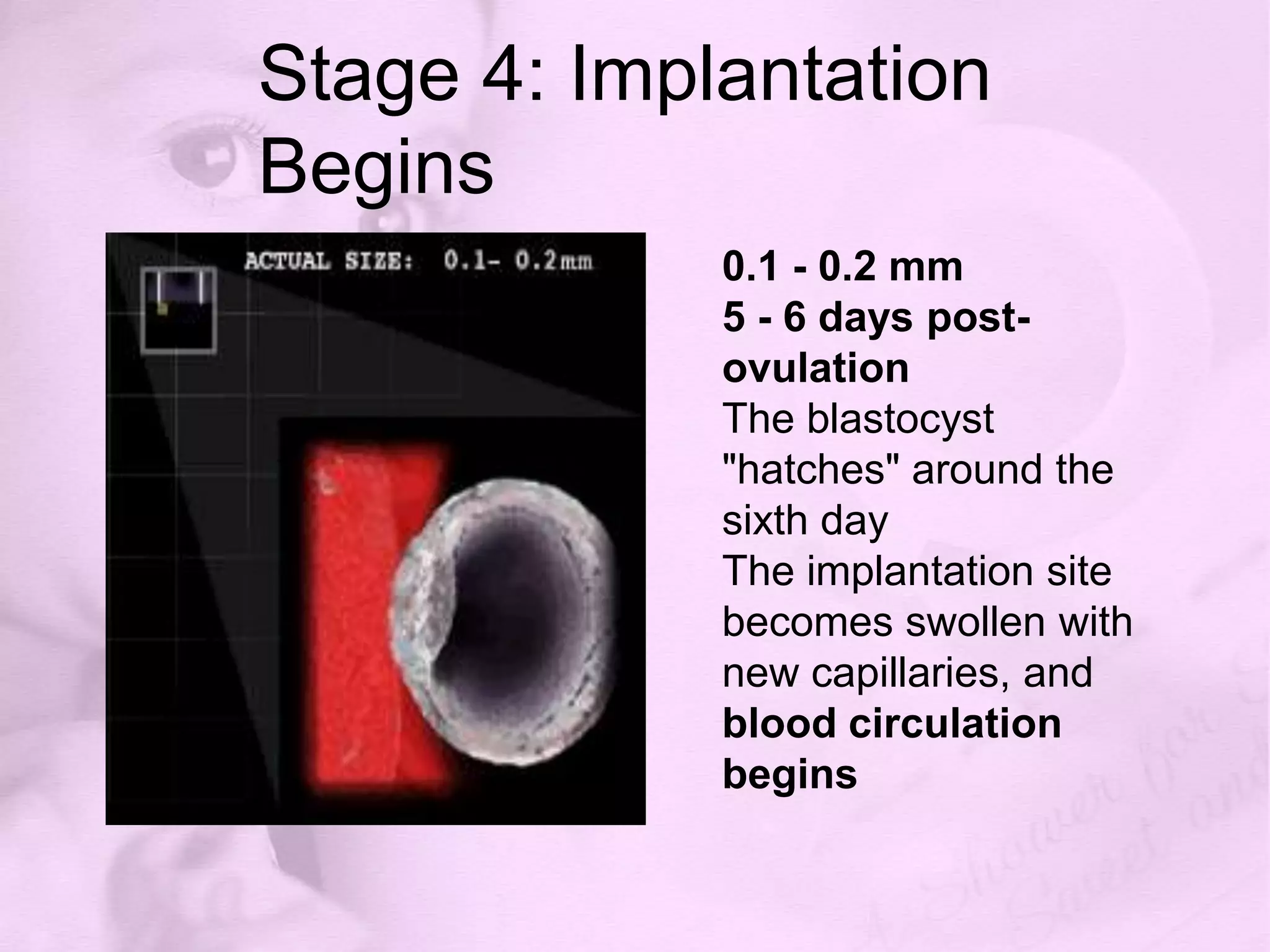 fertilization and pregnancy 1 | PPSX