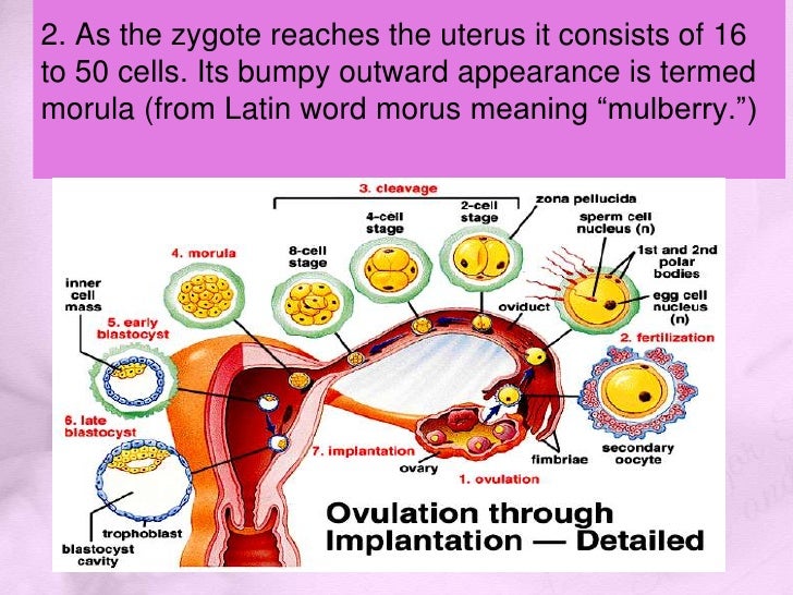 Fertilization To Implantation Timeline Fertilization To Implantation Timeline