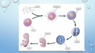 Pregnancy and Birth | PPT