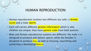 Pregnancy and birth | PPT