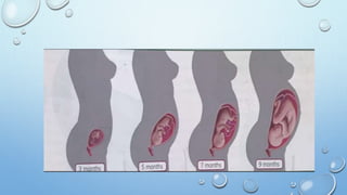 Pregnancy and birth | PPTX