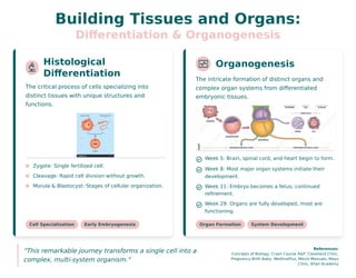 pregnancy and embryo development and birth.pdf