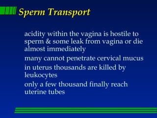 Pregnancy and human_development | PPT