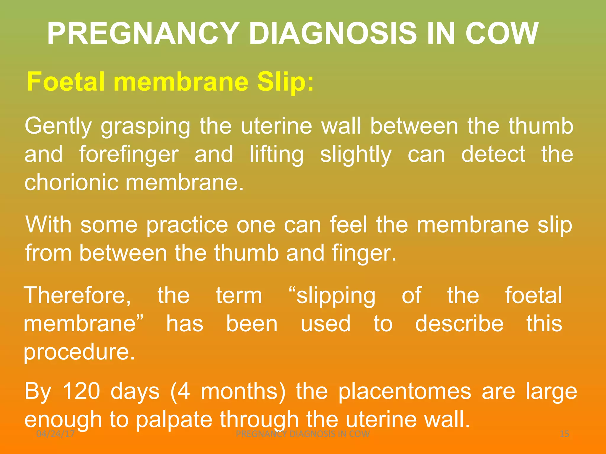 Pregnancy diagnosis in cow lecture 6 | PPT