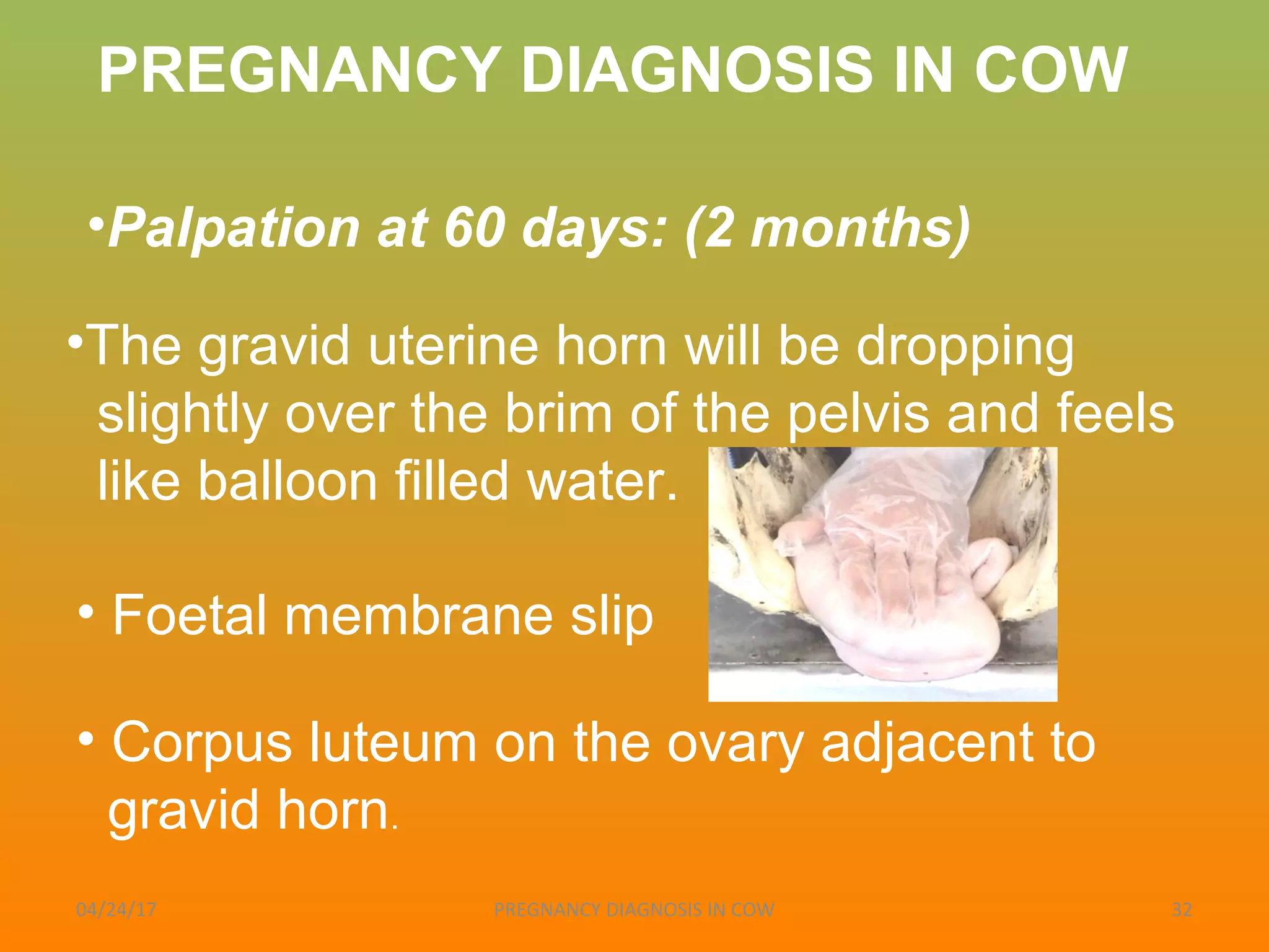 Pregnancy diagnosis in cow lecture 6 | PPT
