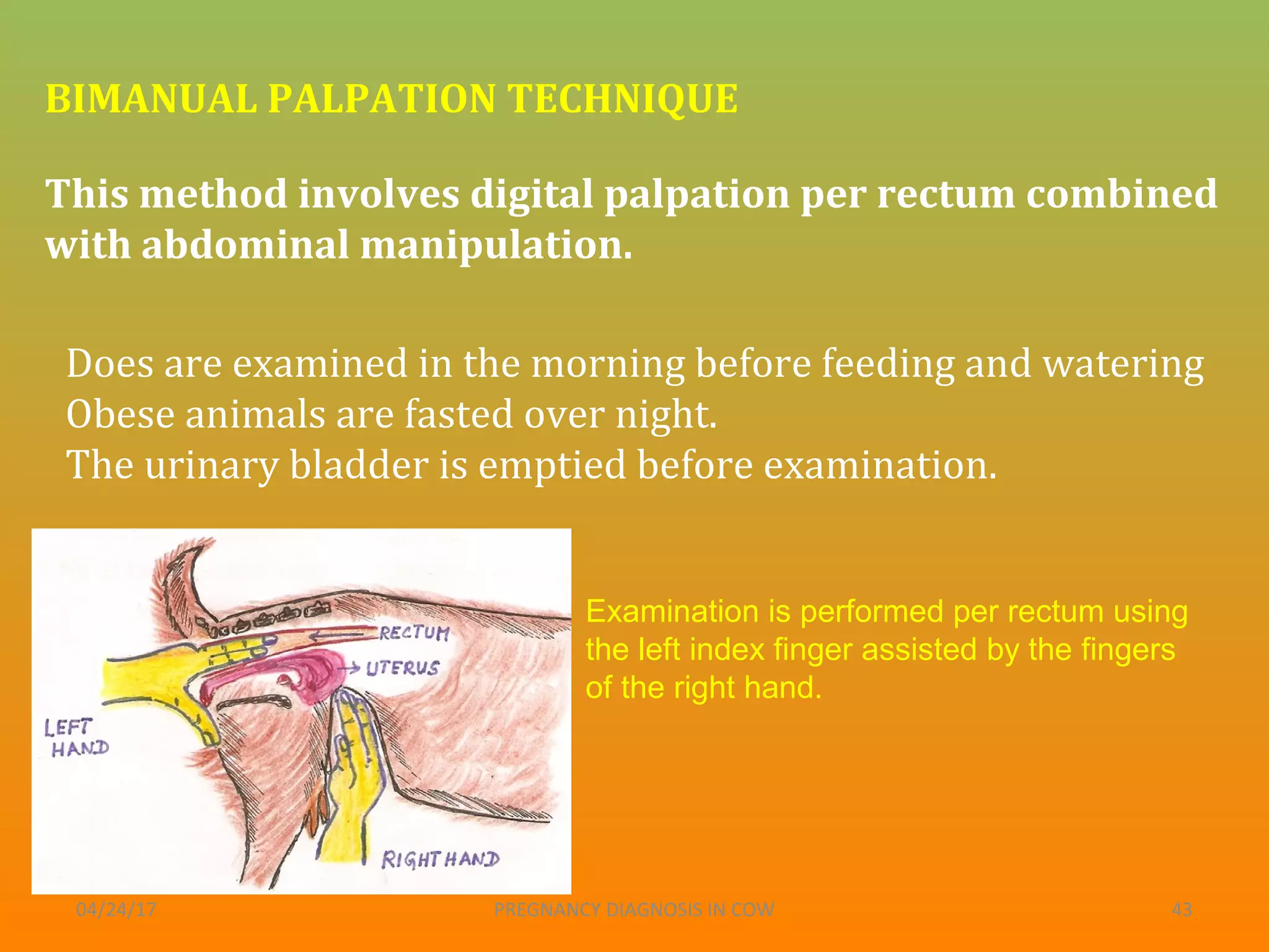 Pregnancy diagnosis in cow lecture 6 | PPT