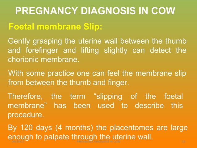 Pregnancy diagnosis in cow lecture 6 | PPT | Pregnancy | Reproductive ...