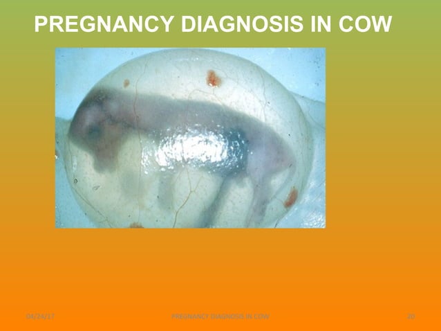 Pregnancy diagnosis in cow lecture 6 | PPT | Pregnancy | Reproductive ...