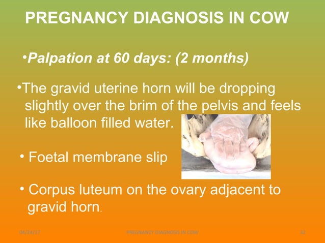 Pregnancy diagnosis in cow lecture 6 | PPT | Pregnancy | Reproductive ...