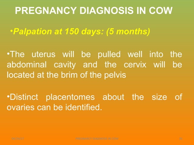 Pregnancy diagnosis in cow lecture 6 | PPT | Pregnancy | Reproductive ...