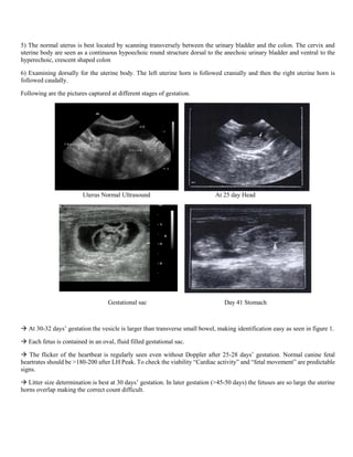 How Accurate Are Dog Pregnancy Scans
