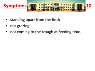 Pregnancy problems of ewe | PPT