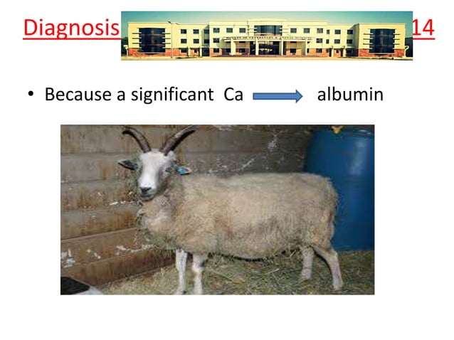 Pregnancy problems of ewe | PPT