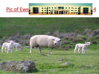 Pregnancy problems of ewe | PPT