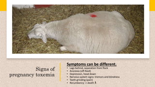 Pregnancy Toxemia in sheep | PPTX