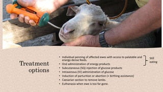 Pregnancy Toxemia in sheep | PPTX