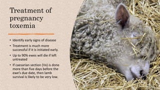 Pregnancy Toxemia in sheep | PPTX
