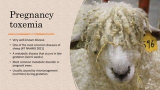 Pregnancy Toxemia in sheep | PPTX