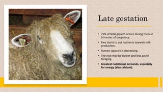 Pregnancy Toxemia in sheep | PPTX