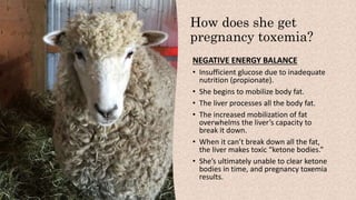 Pregnancy Toxemia in sheep | PPTX