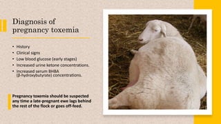 Pregnancy Toxemia in sheep | PPTX