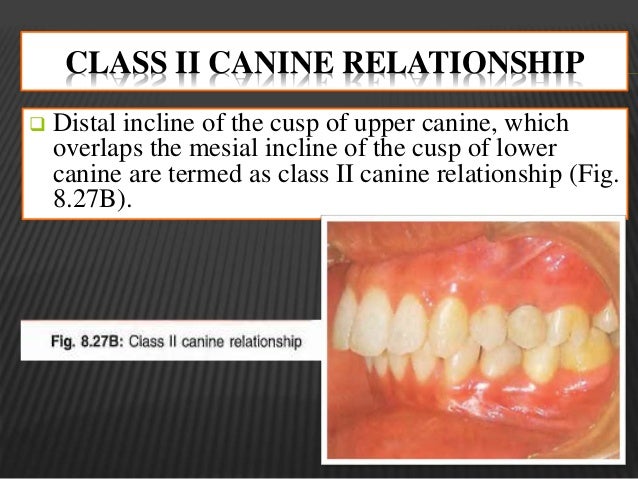 Canine Occlusion Classification
