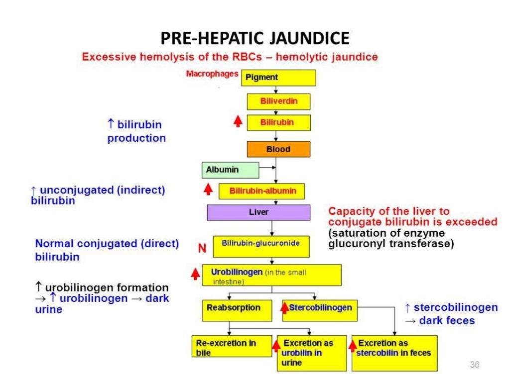 Pre hepatic jaundice