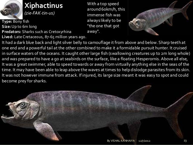 Xiphactinus Skeleton
